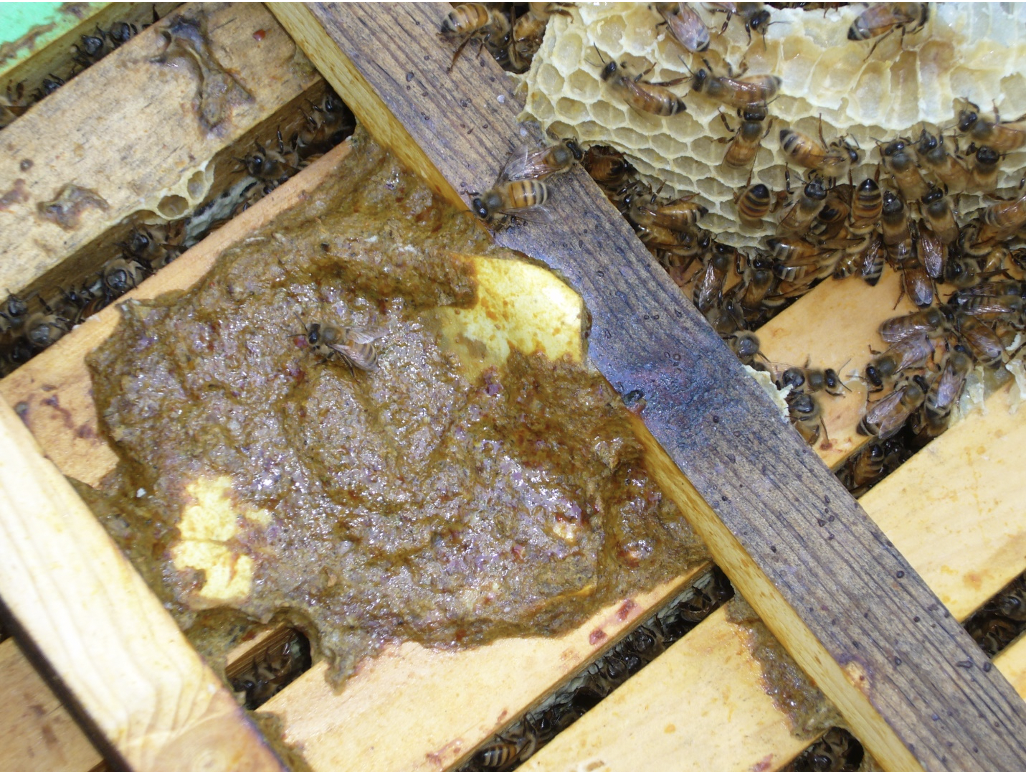 Thymol — a New Application Method? Part 1 - Scientific Beekeeping
