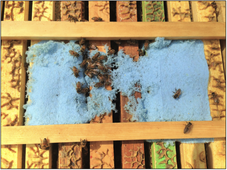 Thymol — a New Application Method? Part 1 - Scientific Beekeeping