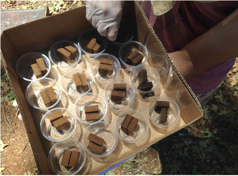 Thymol — a New Application Method? Part 1 - Scientific Beekeeping