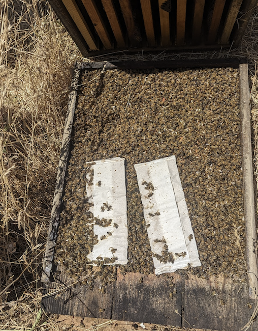 Experimenting with Formic Acid - Scientific Beekeeping