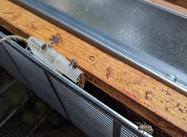 Effect of OAV on the Rearing of Brood - Scientific Beekeeping