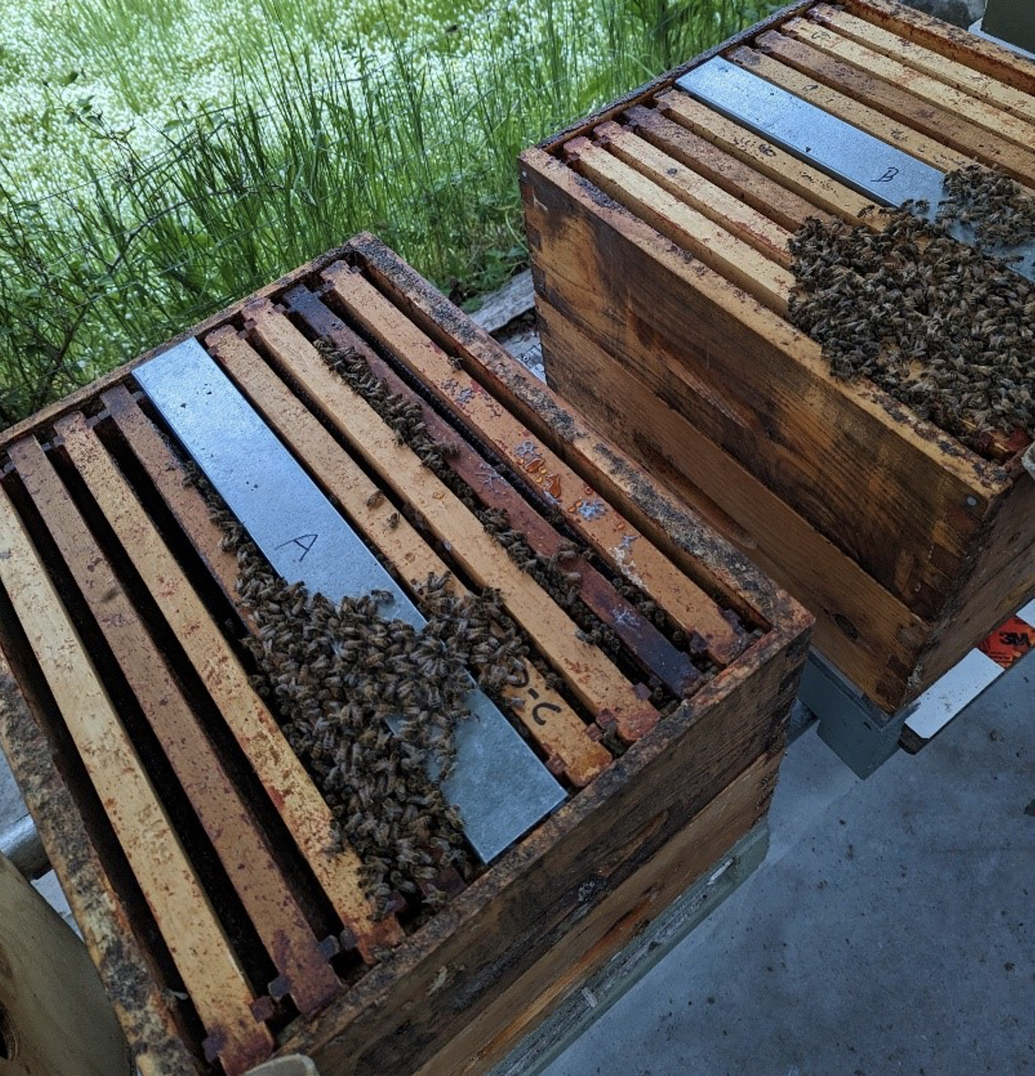 Effect of OAV on the Rearing of Brood - Scientific Beekeeping