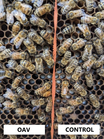 Effect of OAV on the Rearing of Brood - Scientific Beekeeping