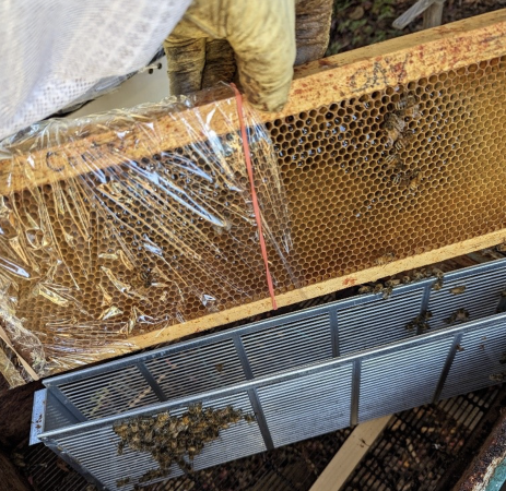Effect of OAV on the Rearing of Brood - Scientific Beekeeping