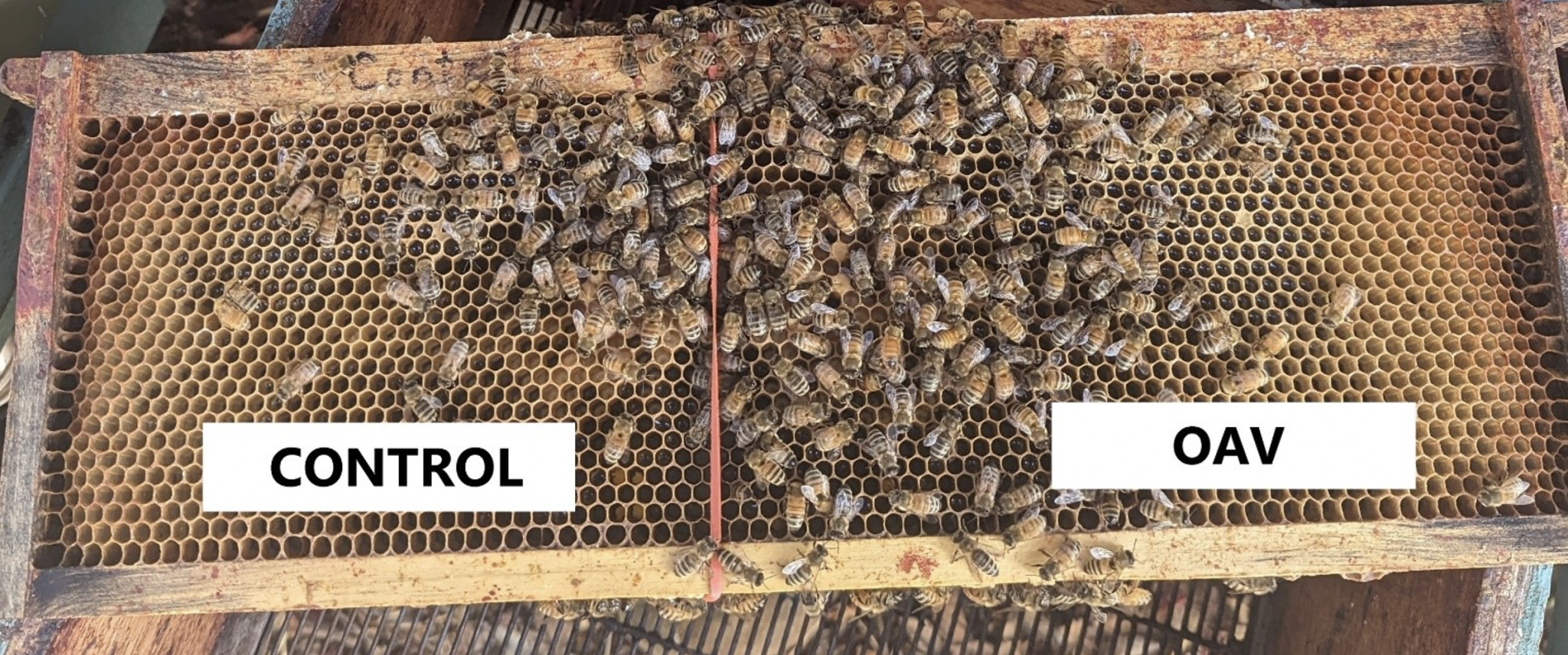 Effect of OAV on the Rearing of Brood - Scientific Beekeeping
