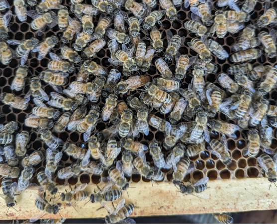 Effect of OAV on the Rearing of Brood - Scientific Beekeeping