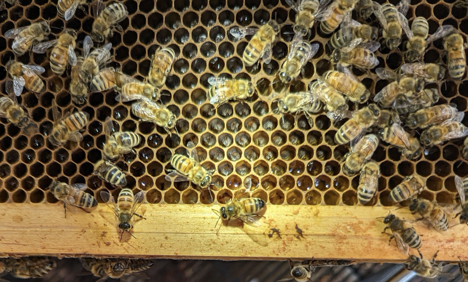Effect of OAV on the Rearing of Brood - Scientific Beekeeping