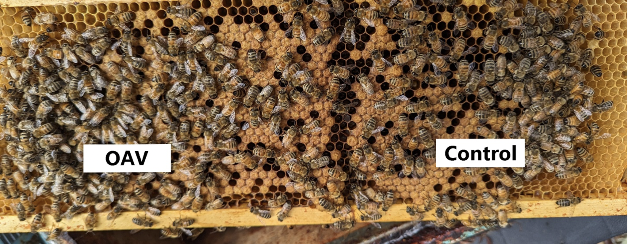 Effect of OAV on the Rearing of Brood - Scientific Beekeeping