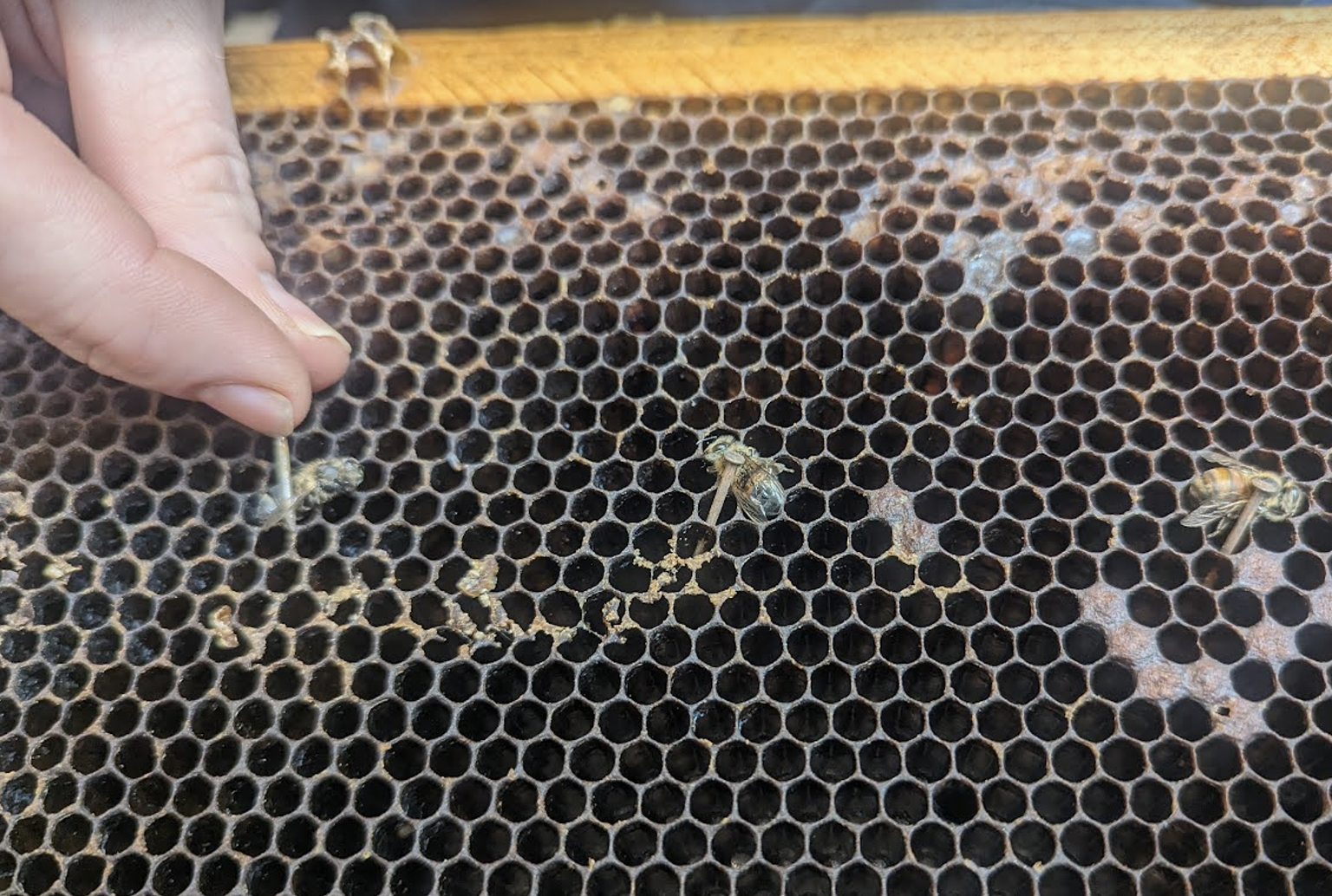 Effect of OAV on the Rearing of Brood - Scientific Beekeeping