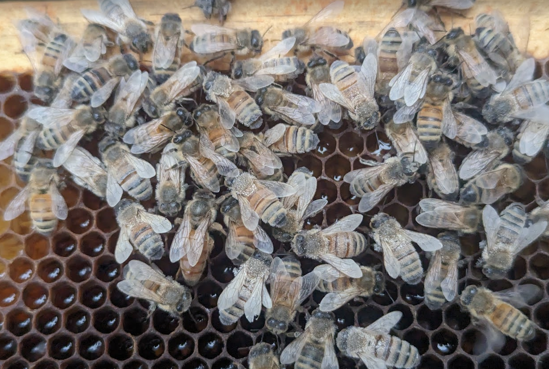 Effect of OAV on the Rearing of Brood - Scientific Beekeeping
