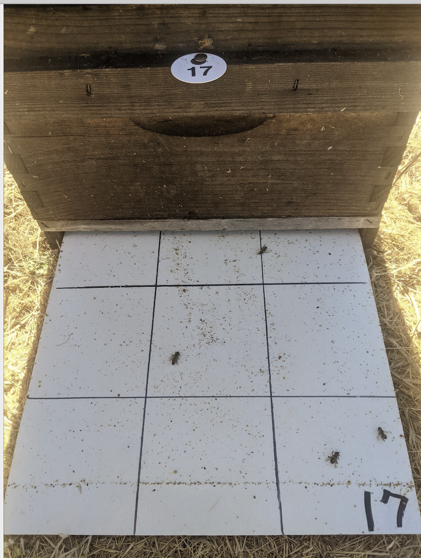 Can Robber Screens Reduce Mite Immigration? Part 2 - Scientific Beekeeping