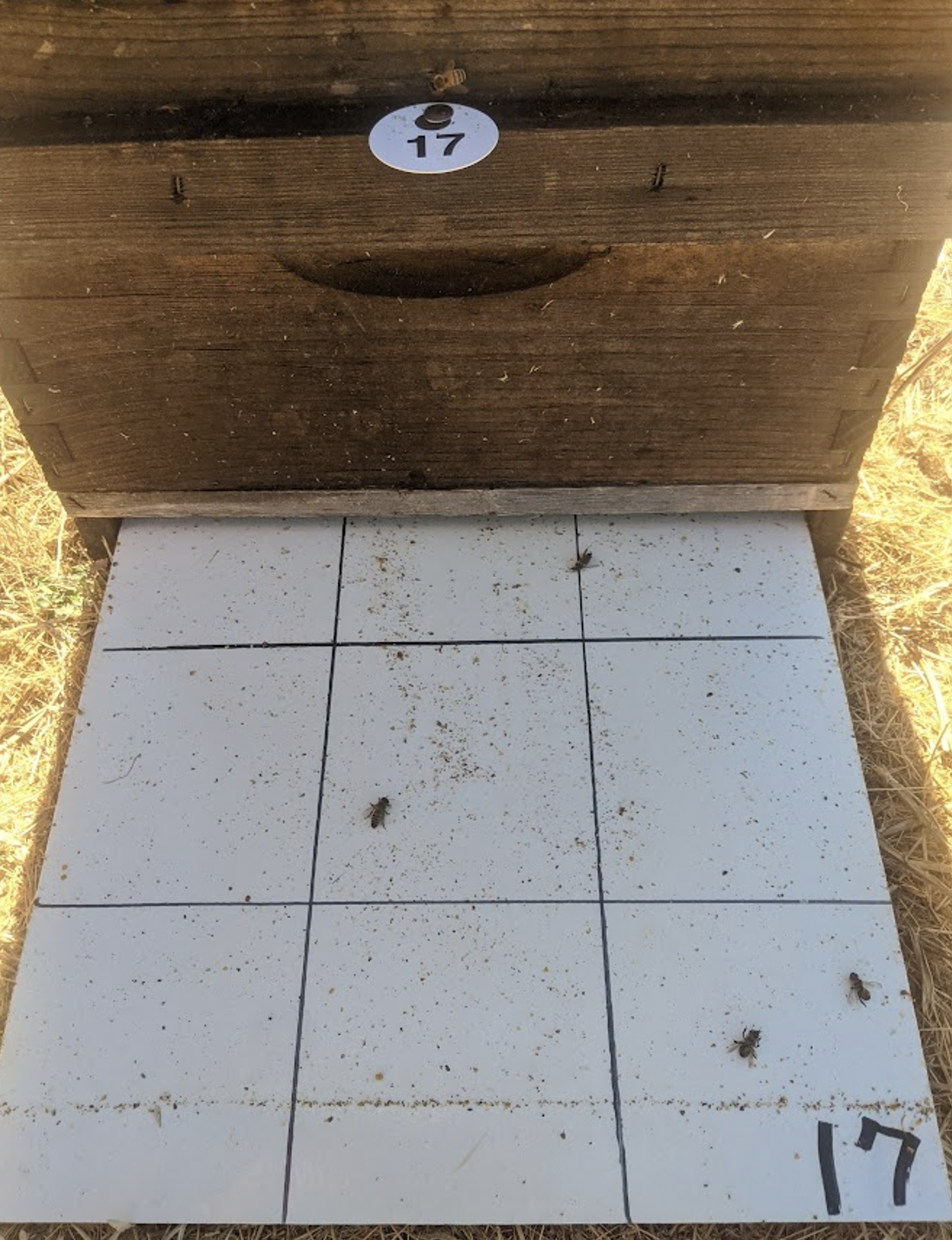 Can Robber Screens Reduce Mite Immigration? Part 4 - Scientific Beekeeping