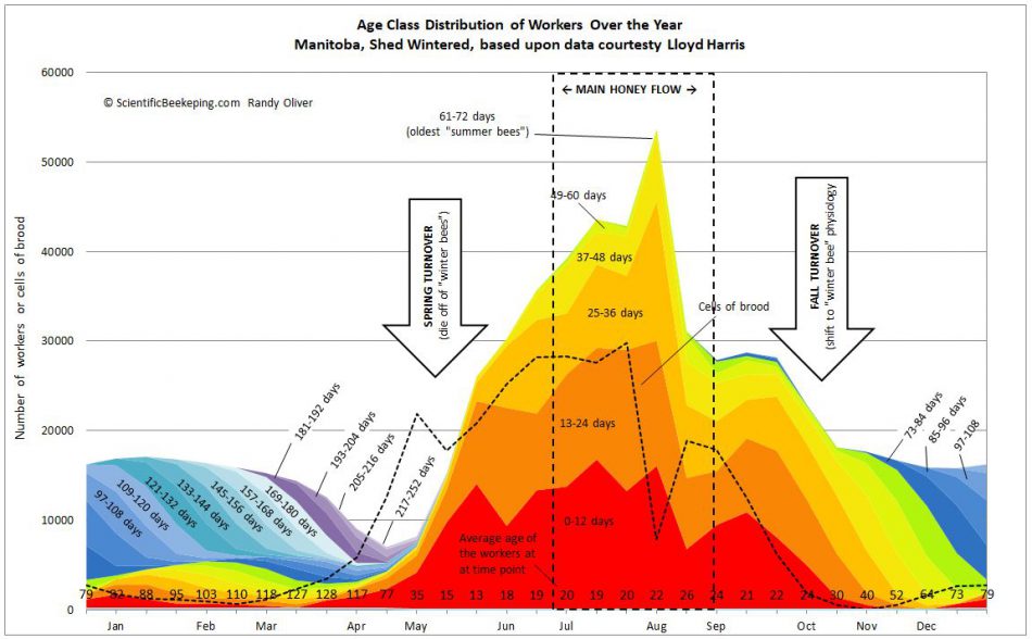 Understanding Colony Buildup and Decline - Part 2 - Scientific Beekeeping