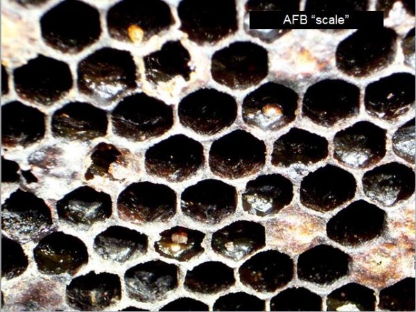 First Year Beekeeping - Scientific Beekeeping