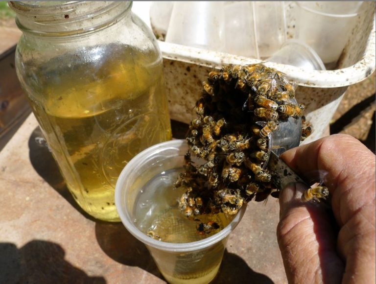 First year beekeeping - Scientific Beekeeping