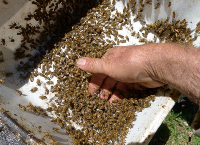 First year beekeeping - Scientific Beekeeping