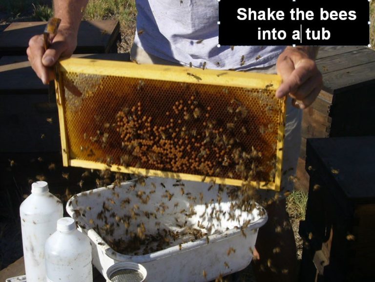 First year beekeeping - Scientific Beekeeping