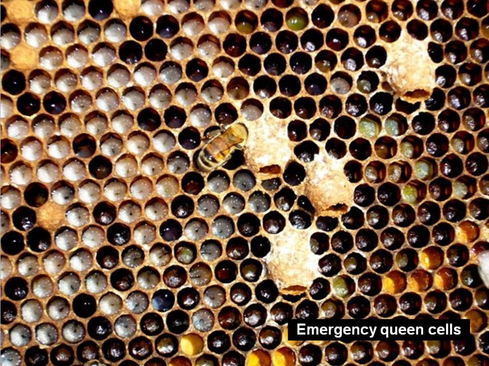 First Year Beekeeping - Scientific Beekeeping