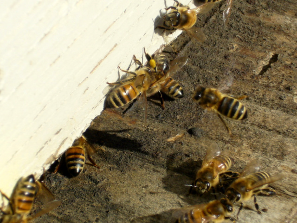 The Primer Pheromones and Managing the Labor Pool - Part 3 - Scientific ...