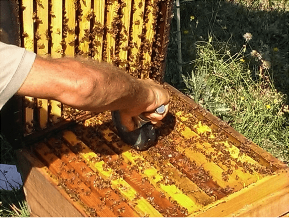 Does The Crushing of Bees Affect Colony Health? - Scientific Beekeeping