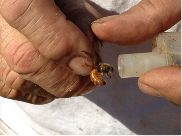 Experimenting with Formic Acid - Scientific Beekeeping