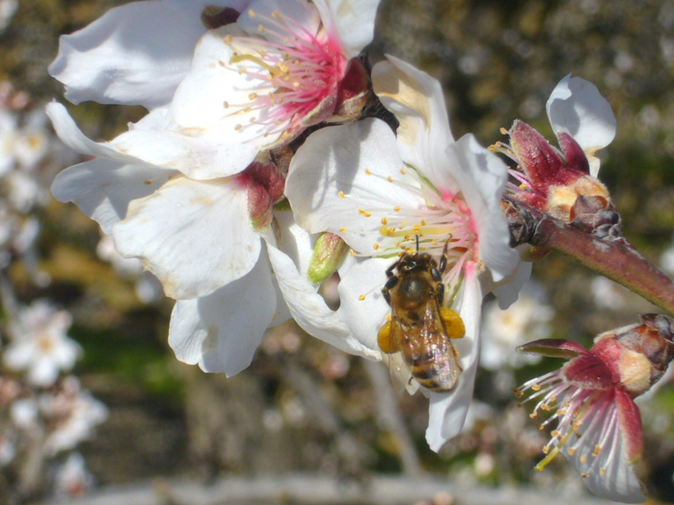 Sick Bees - Part 18F3: Colony Collapse Revisited - Keeping A Leaky Boat ...