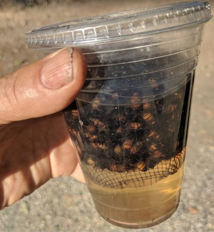 An Improved, But Not Yet Perfect, Varroa Mite Washer - Scientific ...