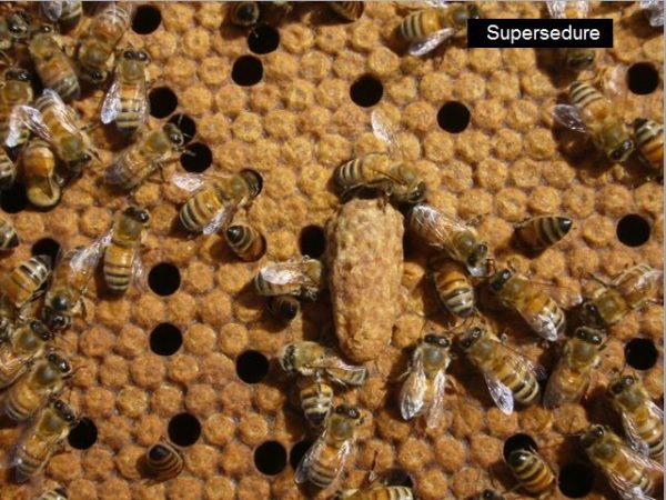 First year beekeeping - Scientific Beekeeping