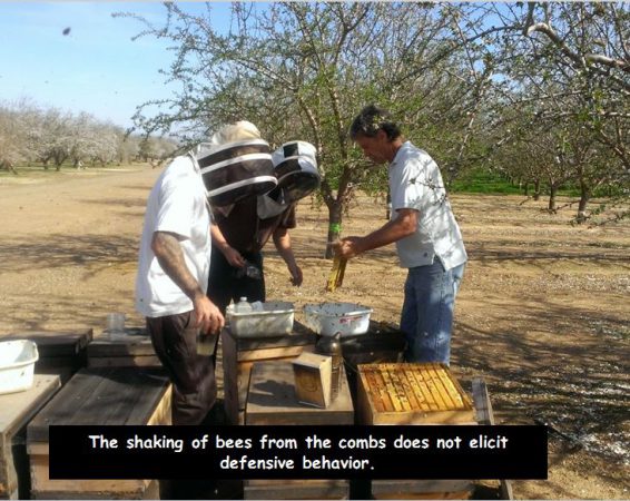 First Year Beekeeping - Scientific Beekeeping